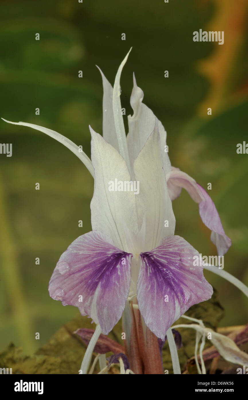 Kaempferia plant flower hi-res stock photography and images - Alamy