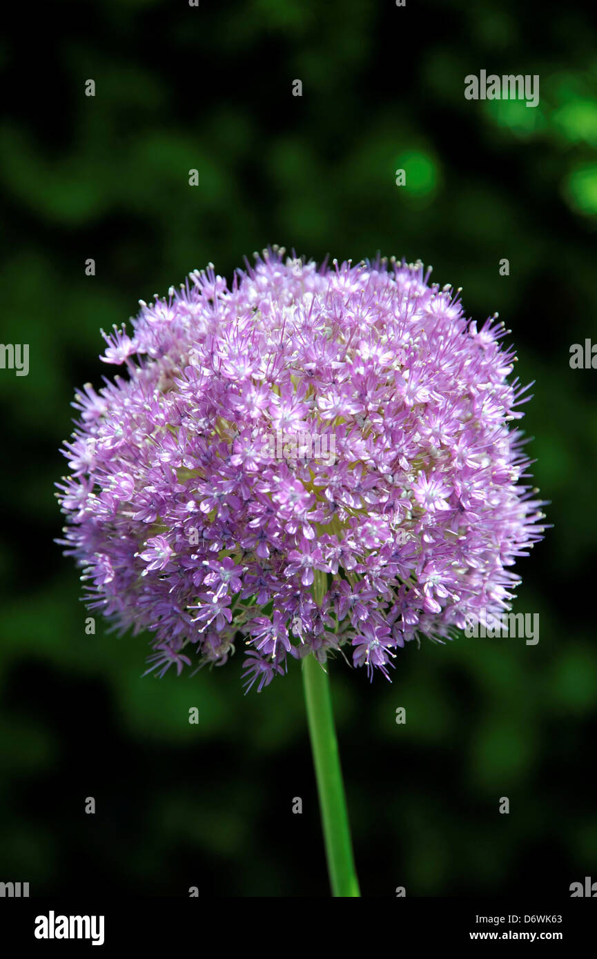 Allium giganteum flower in a garden, New York Botanical Garden, Bronx ...