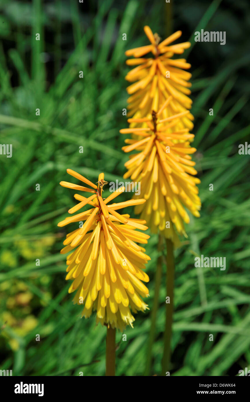 Scepter head hi-res stock photography and images - Alamy