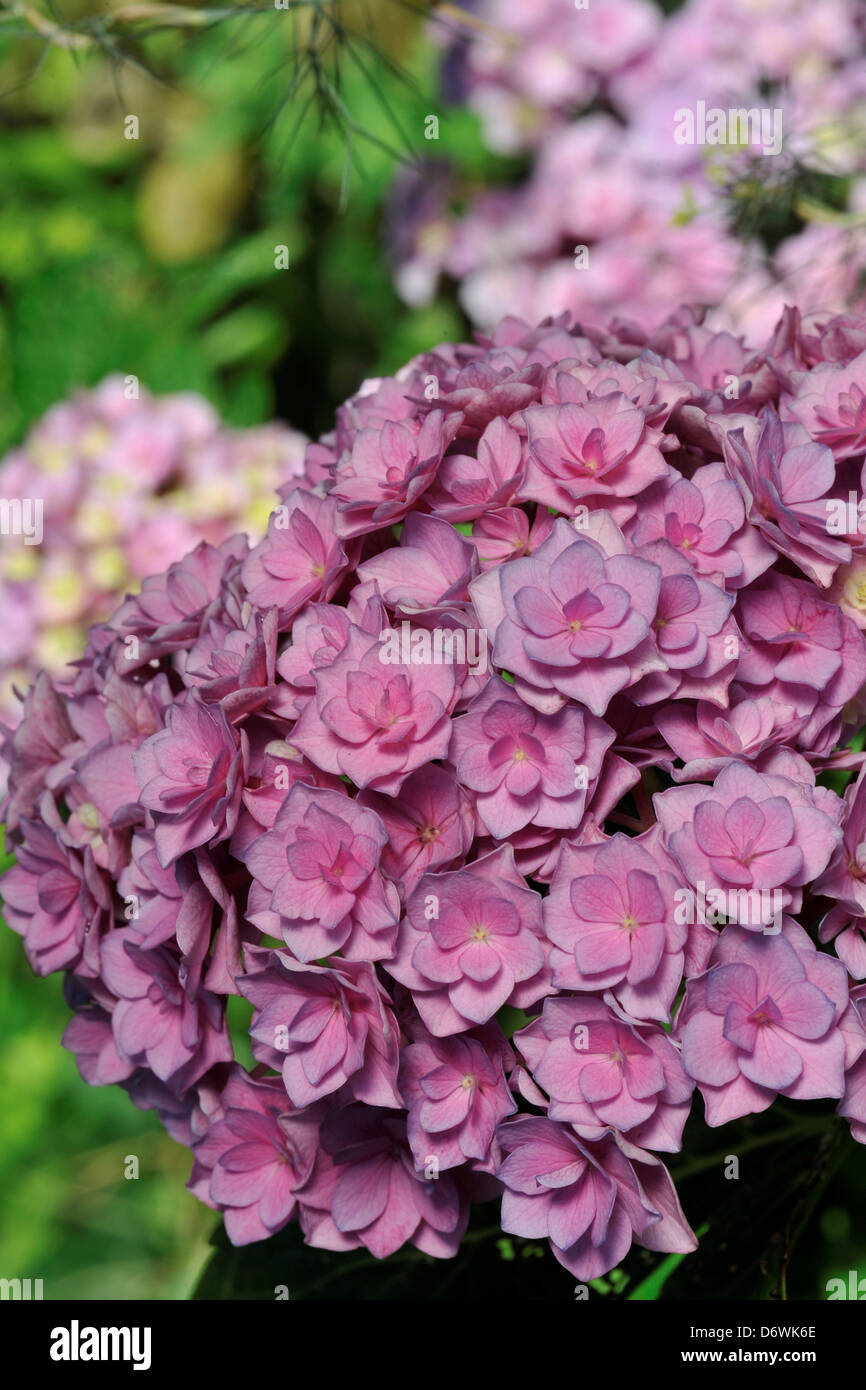 Hydrangea 'Forever and Ever Together' flowers in a garden Stock Photo ...