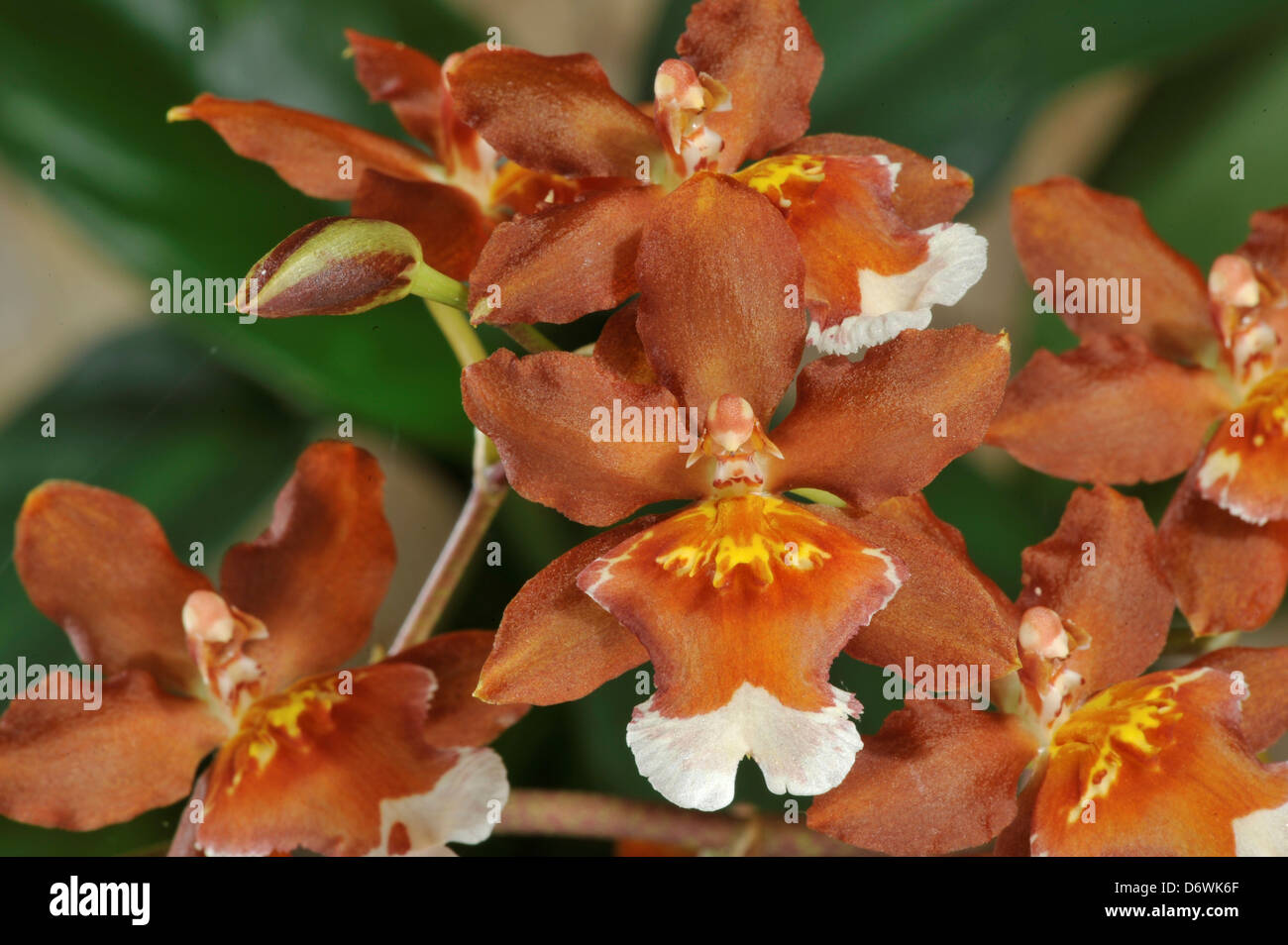 Oncidium hybrid hi-res stock photography and images - Alamy
