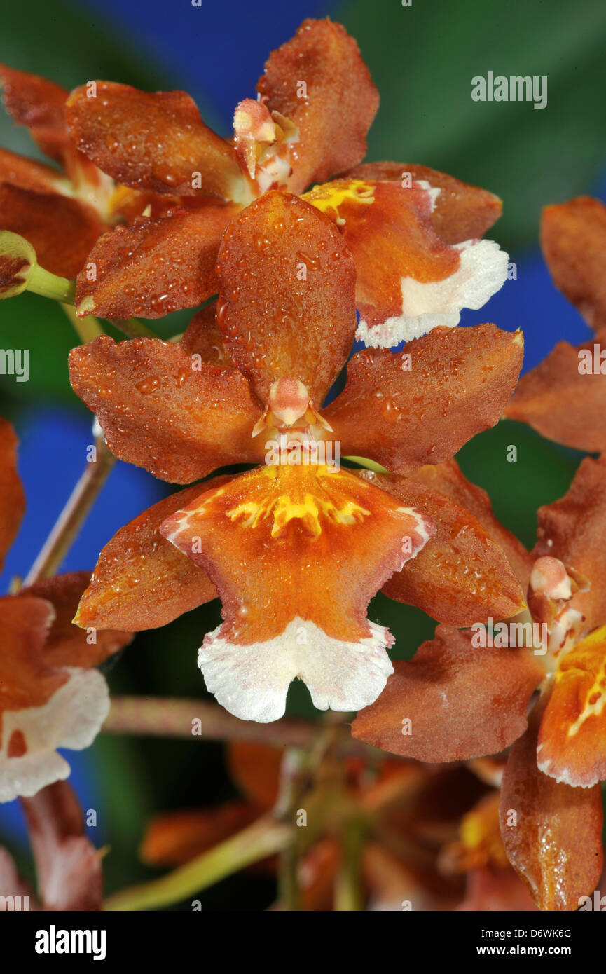 Close-up of Oncidium hybrid (Oncidium Tatsuno x Oncidium maculatum 'A1A ...