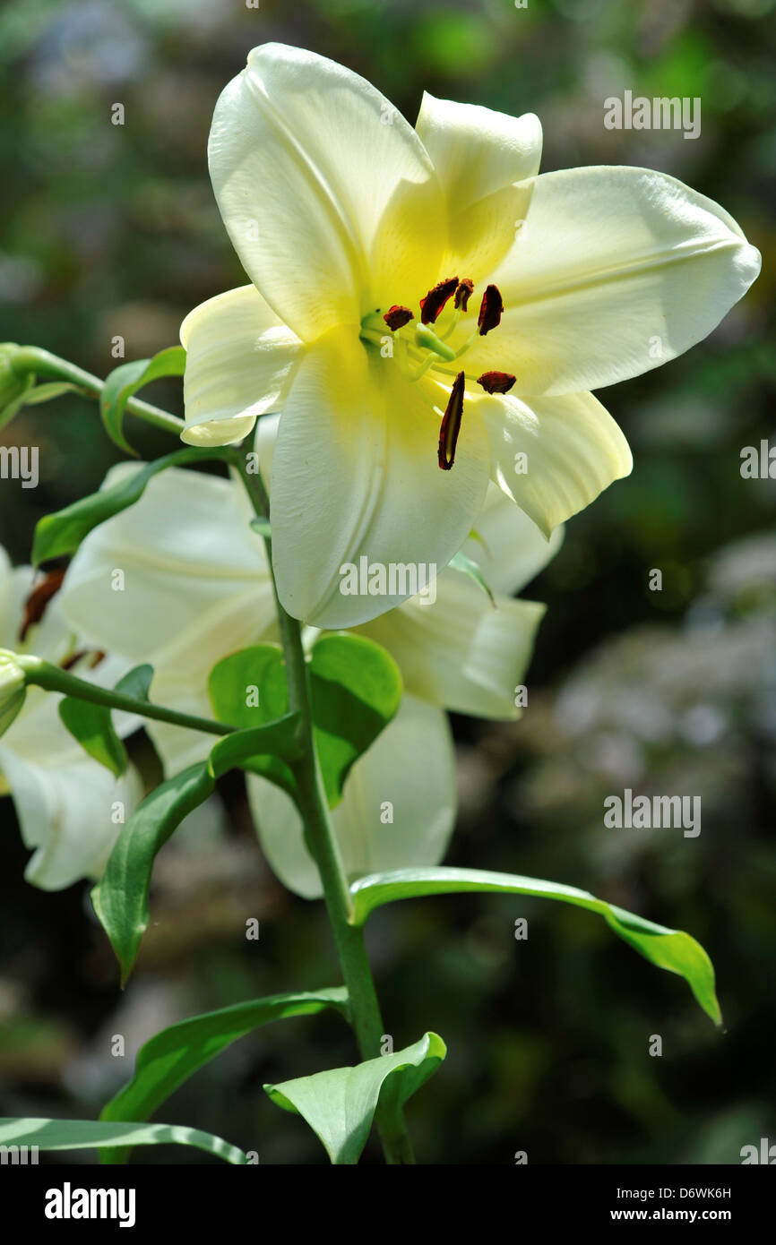 Boogie woogie hi-res stock photography and images - Alamy