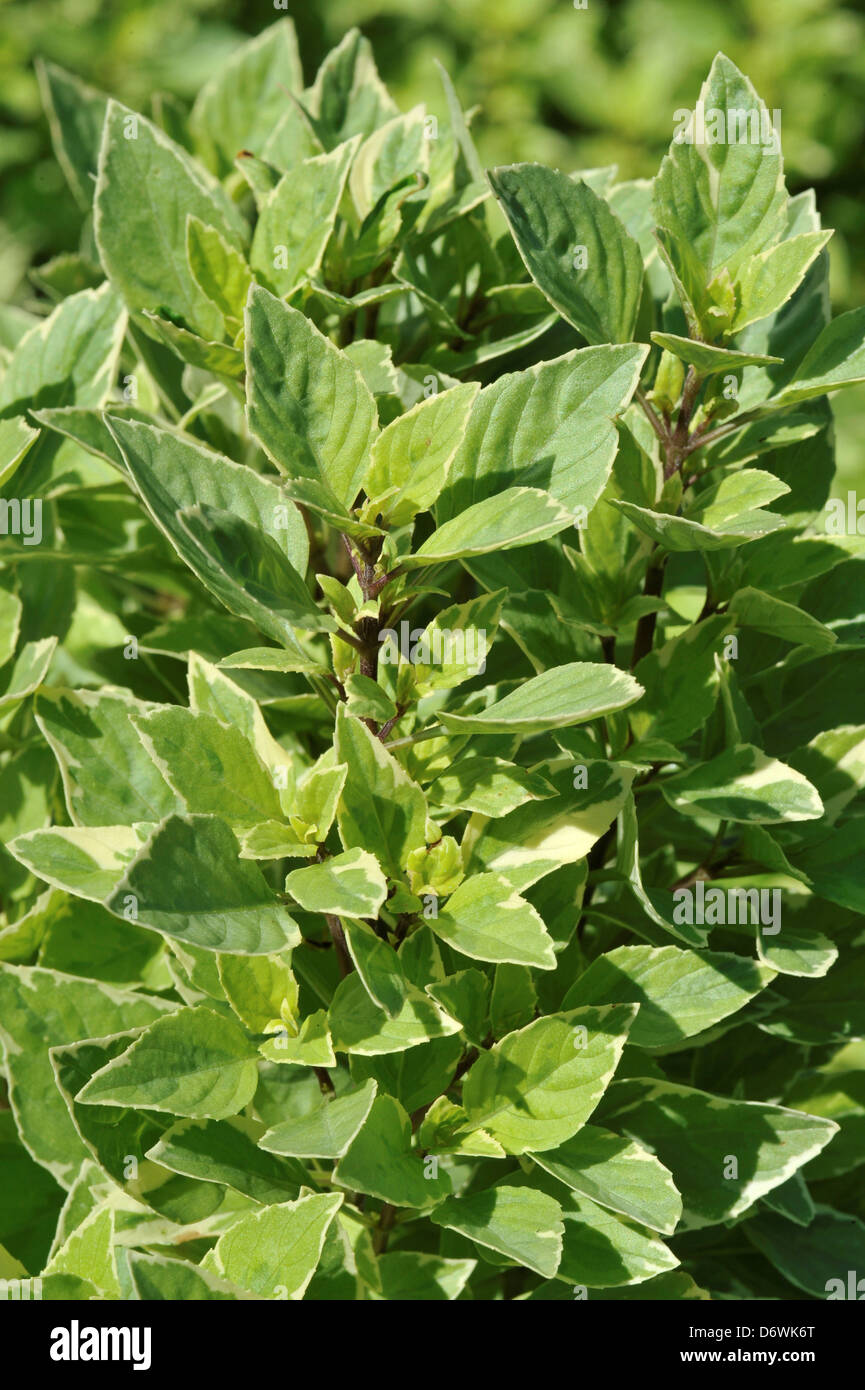 Lemon Variegated Basil 'Pesto Perpetuo' (Ocimum cultivar Stock Photo ...