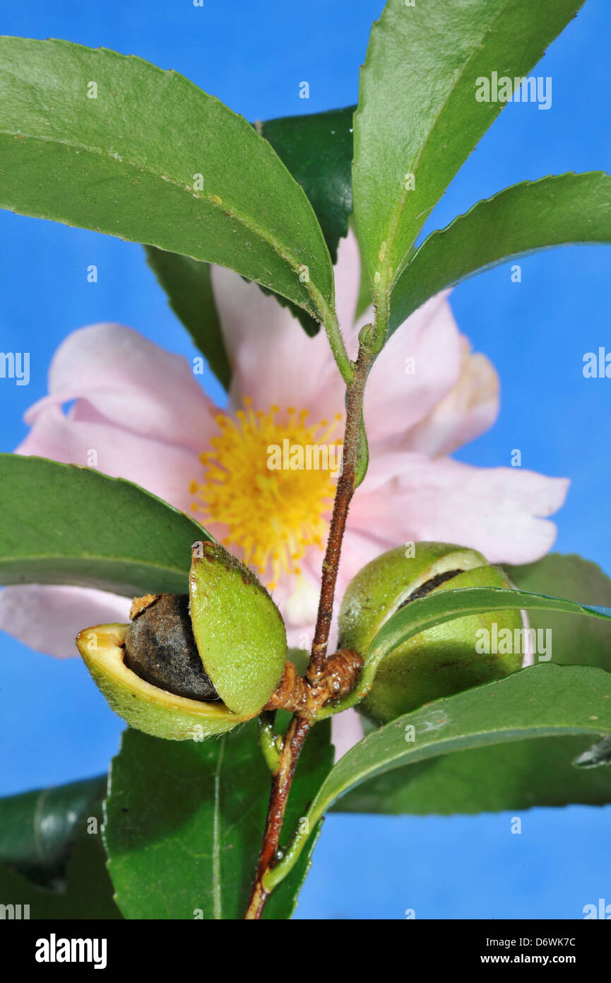 Pink seed pods hi-res stock photography and images - Alamy