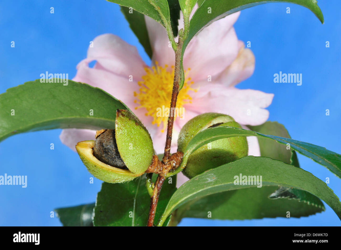Pink seed pods hi-res stock photography and images - Alamy