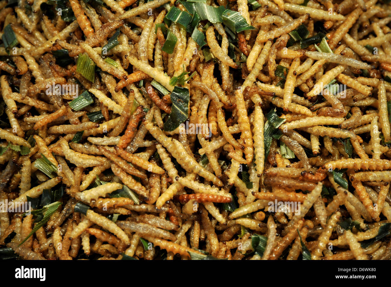 Thailand, Bangkok, Thai Bamboo Moth caterpillars (Omphisa fuscidentalis ...