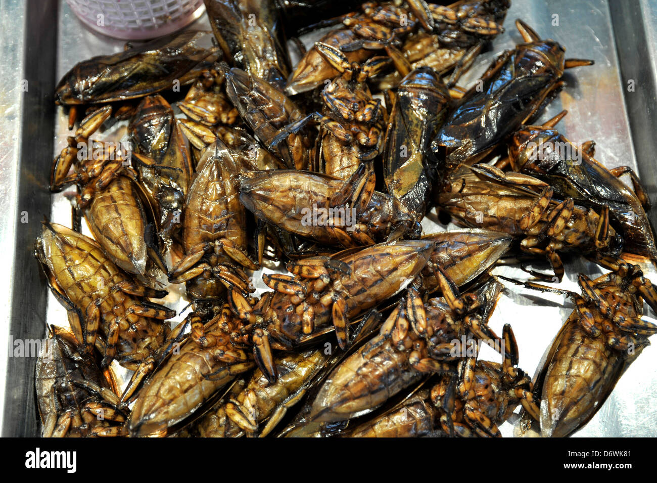 Thailand, Bangkok, Fried Giant Water Bugs (Belostoma indica) are Maeng ...