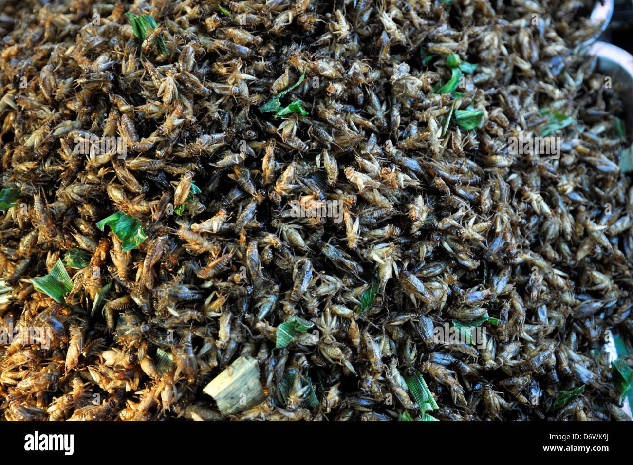 Thailand, Khon kaen, Fried field Crickets snack garnished with scallion ...