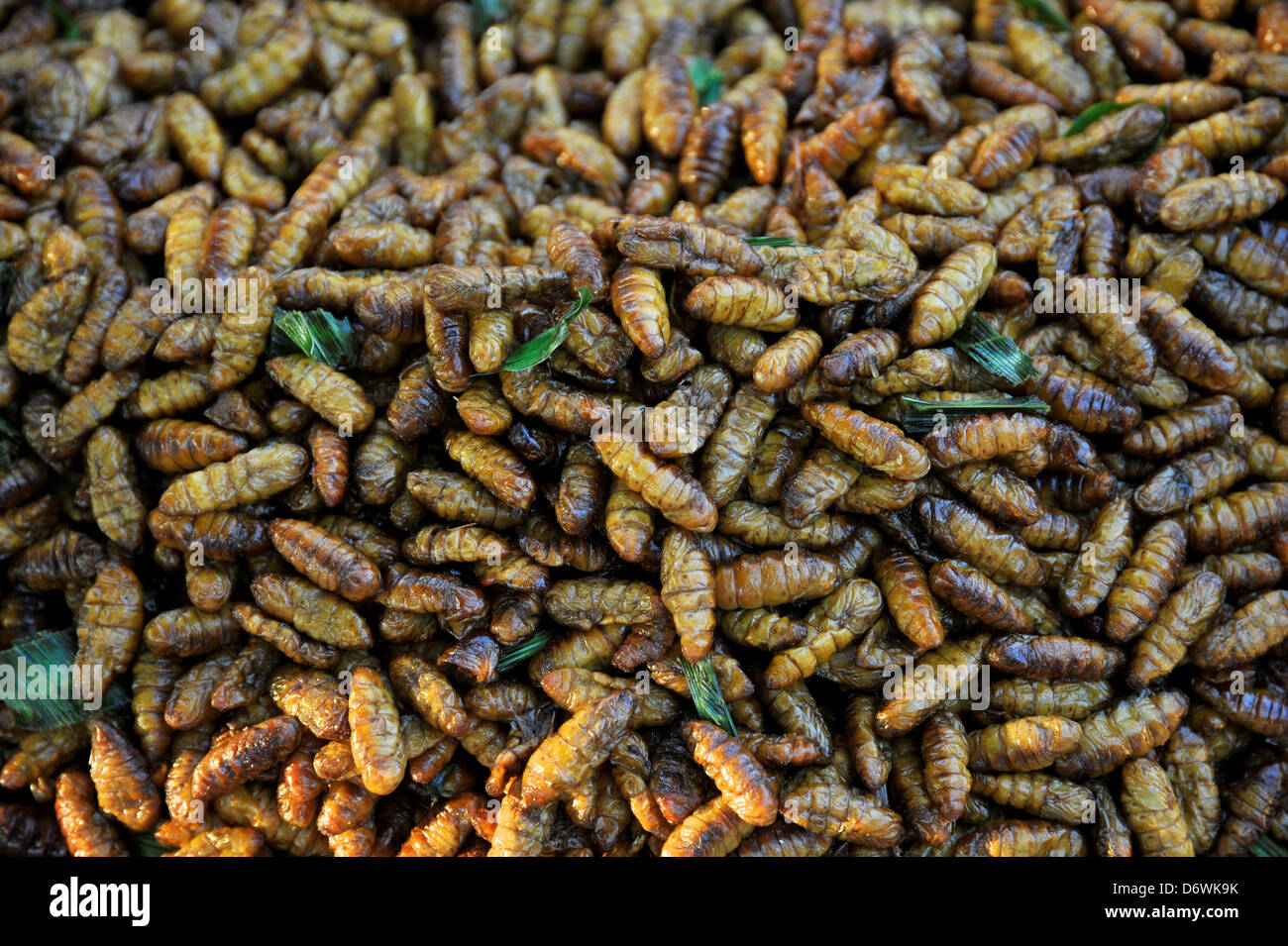 Thailand, Khon kaen, Fried Silk Worm (caterpillar) pupae called Dok Dae ...