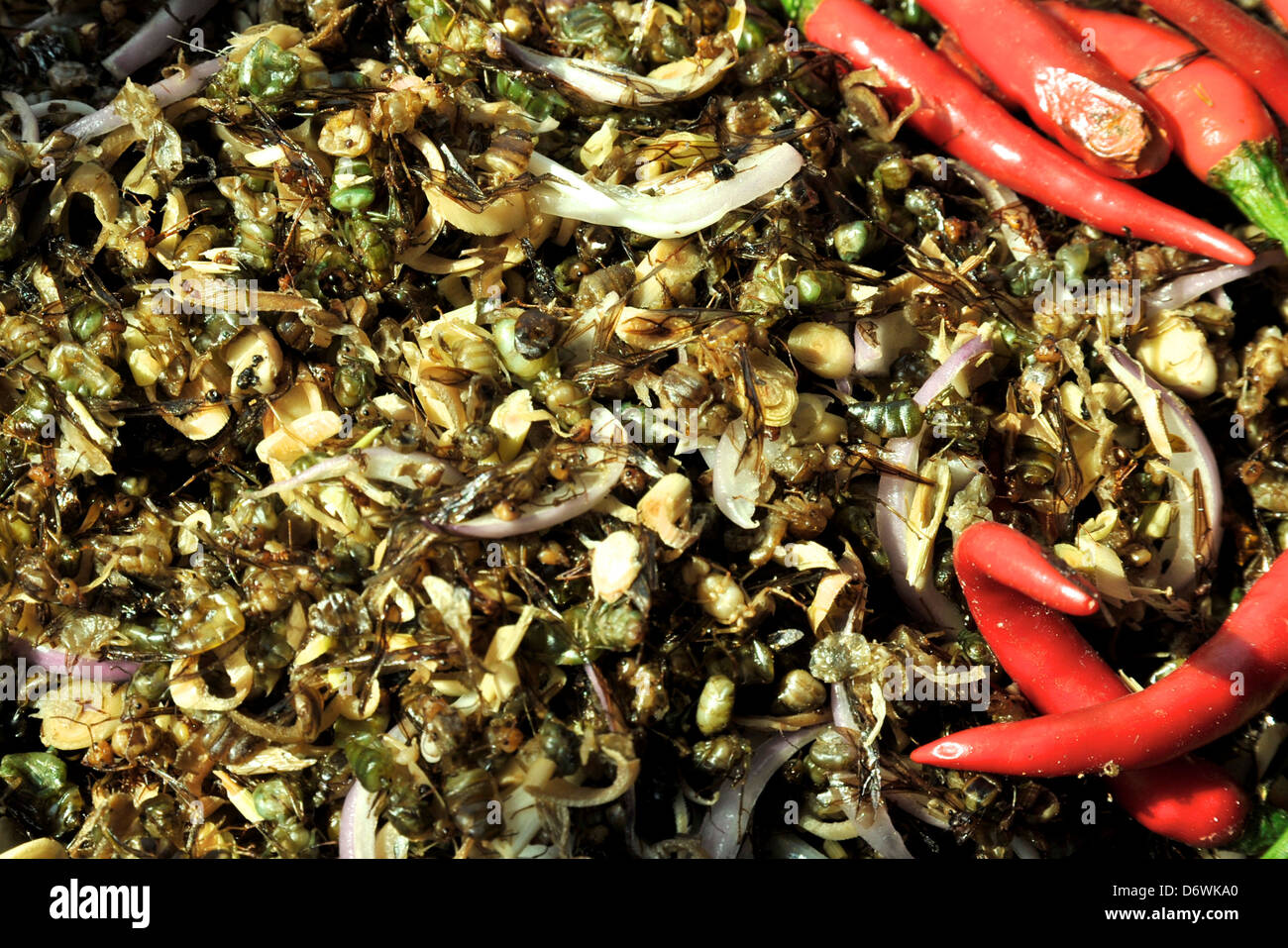 Fried ants and ant eggs hi-res stock photography and images - Alamy