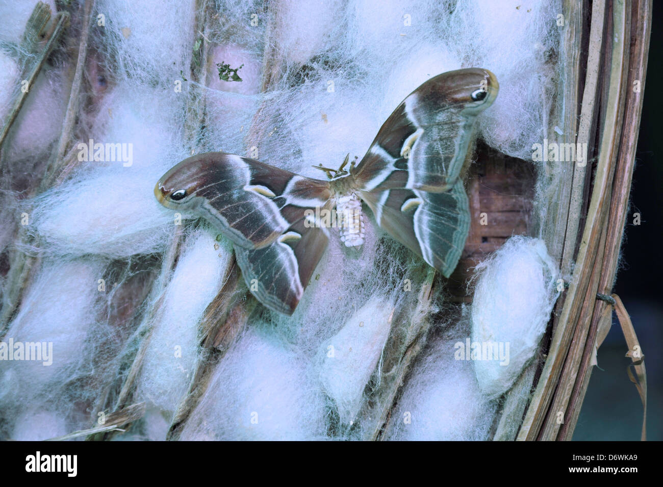 Thailand, Khon kaen, Silk Moth (Indian strain) on white silk cocoons ...