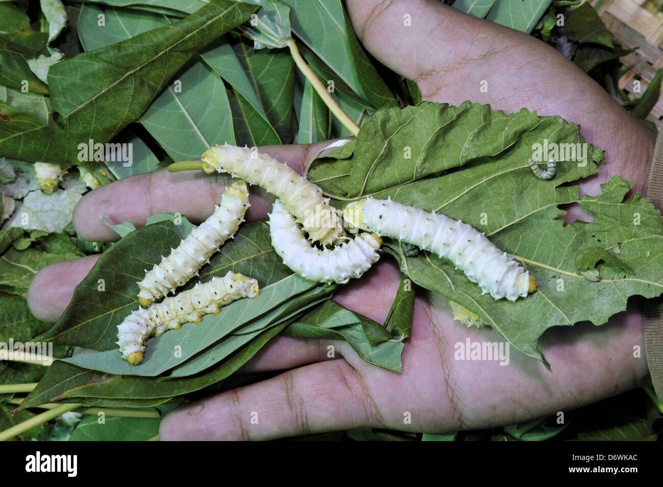 Thailand, Khon kaen, Silk Moth (Indian strain) caterpillars eating ...