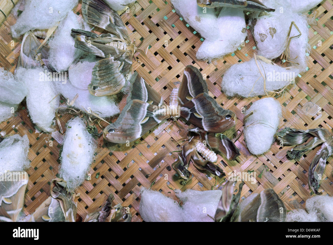 Thailand, Khon kaen, Silk Moth (Indian strain) on white silk cocoons ...
