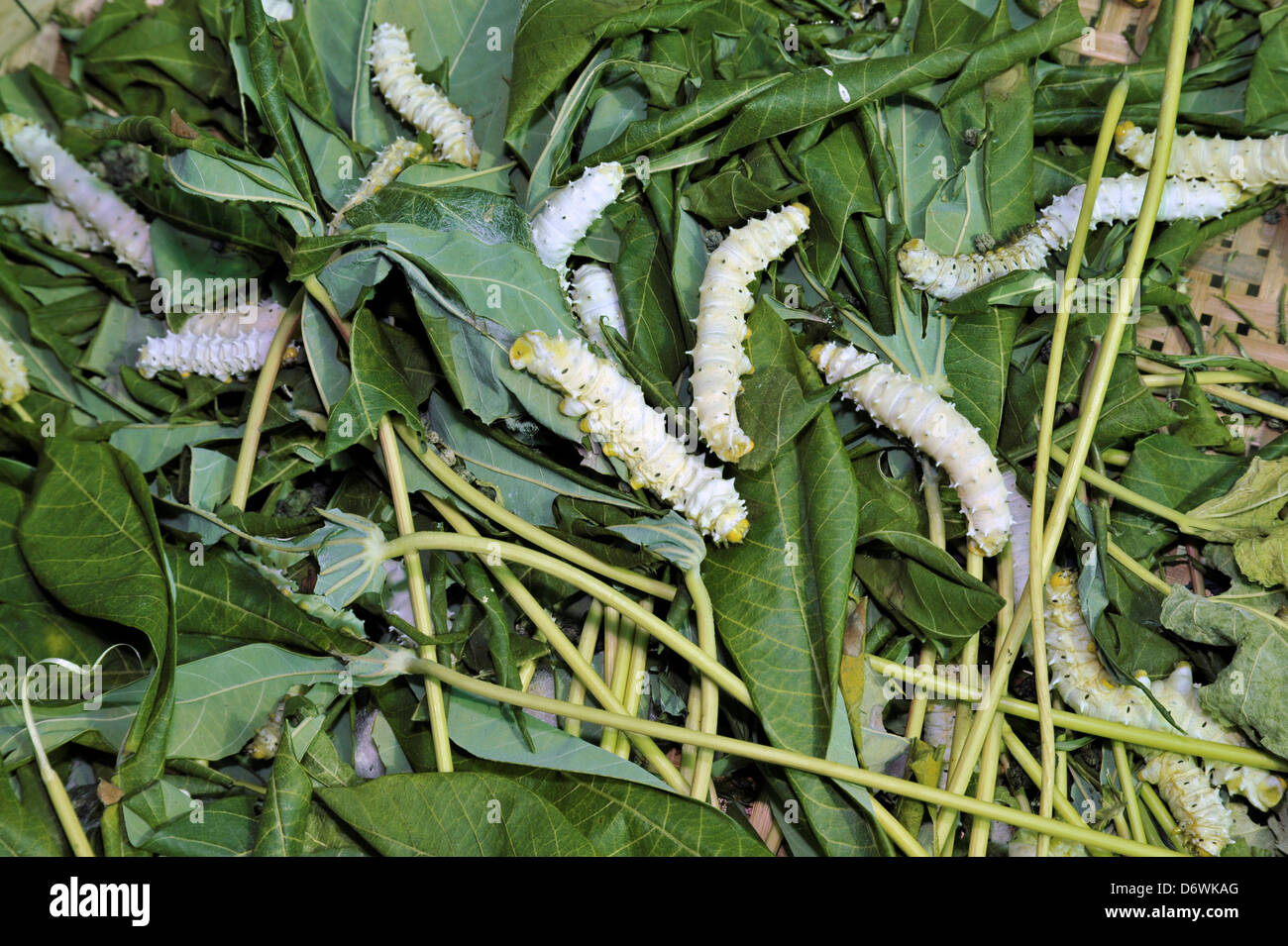 Thailand, Khon kaen, Silk Moth (Indian strain) caterpillars eating ...