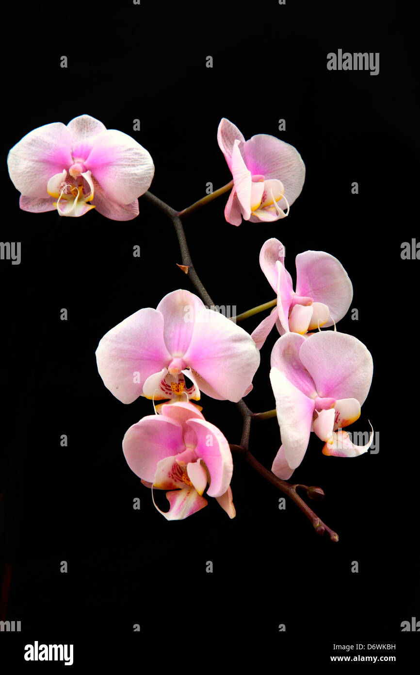Long stem flowers hi-res stock photography and images - Alamy