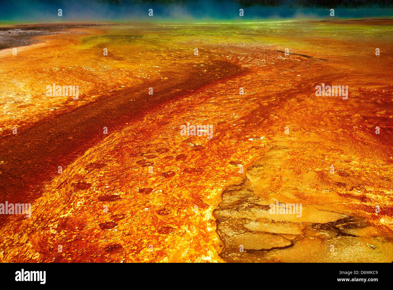 Bacteria mat of the Grand Prismatic Spring, Yellowstone National Park ...