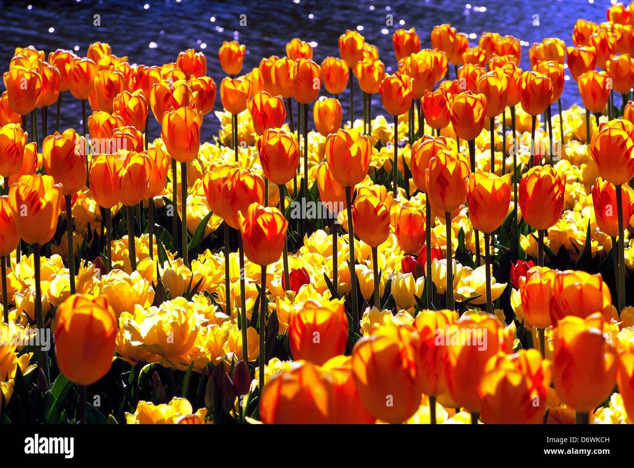Tulips in a garden, Chicago, Cook County, Illinois, USA Stock Photo - Alamy