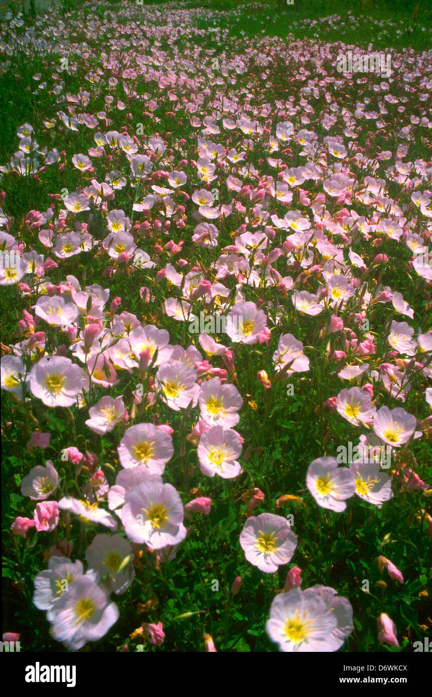 Pink Evening Primrose flowers in a field, Hill Country, Texas, USA ...