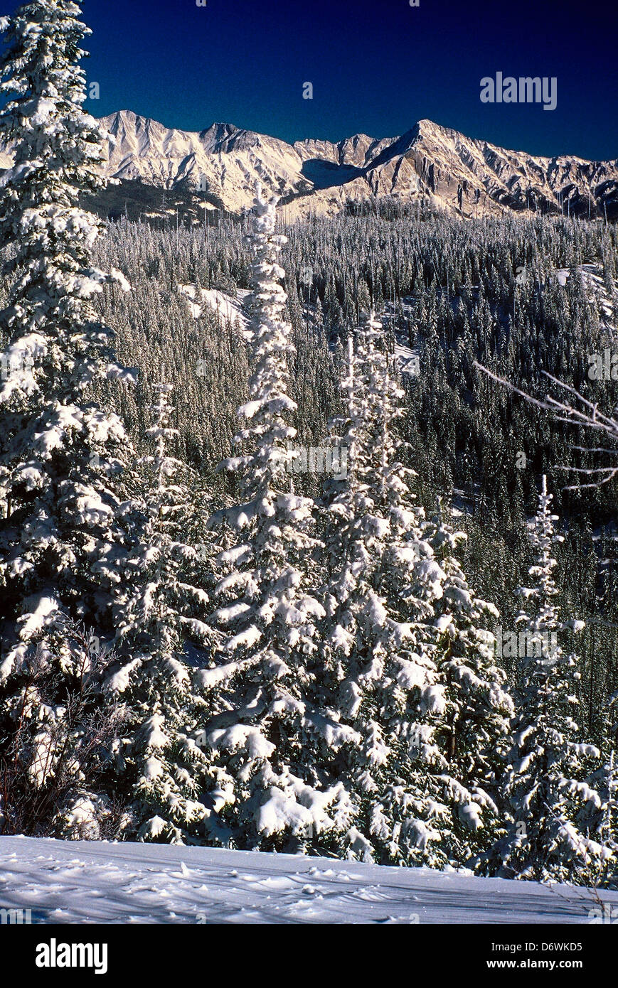 Snow covered trees with a mountain range in the background, Sawback ...