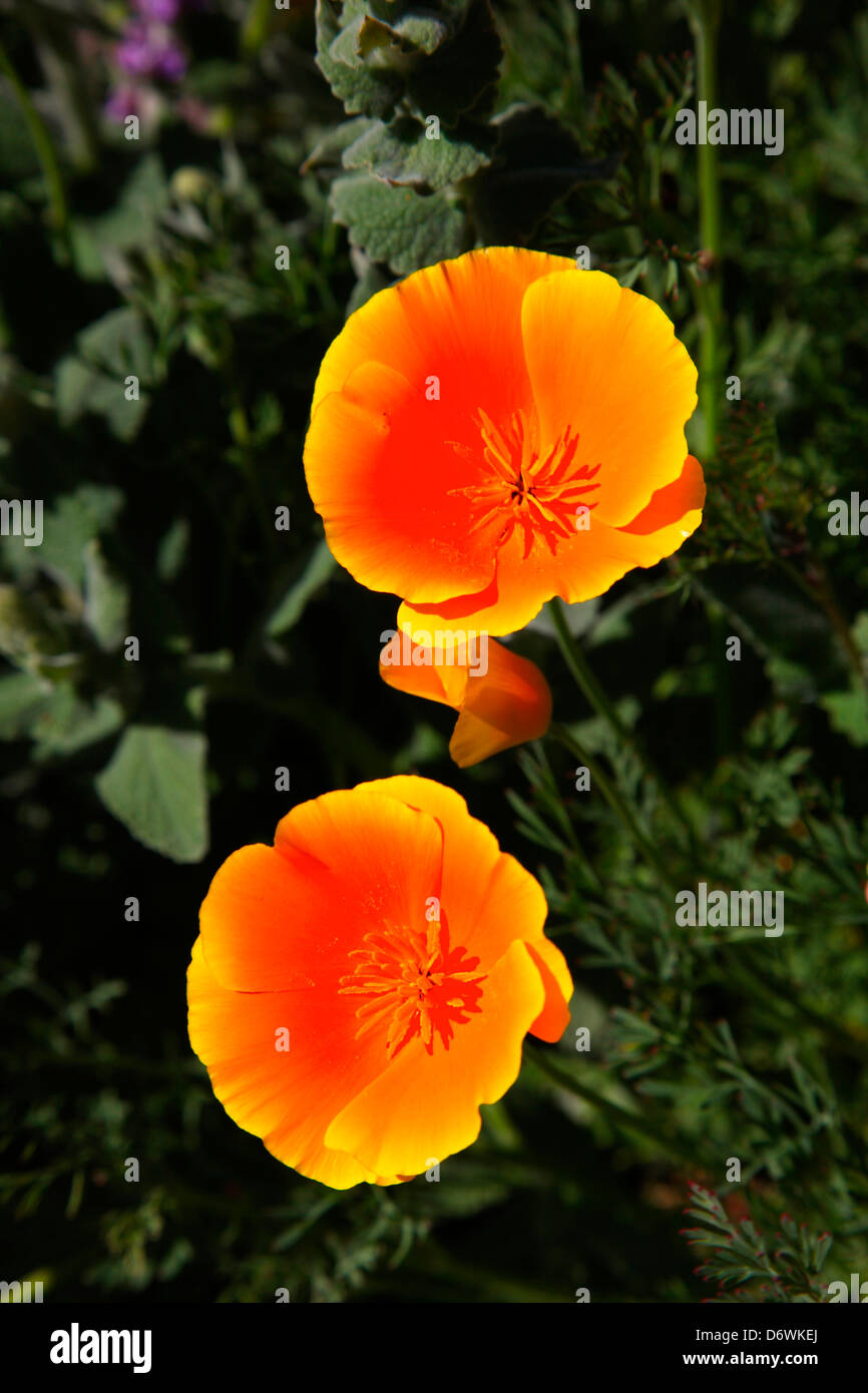 Poppies, Big Sur Coast, California Stock Photo - Alamy
