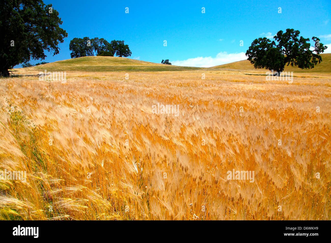 USA, California, San Luis Obispo County, Oak Tree above Field of Grain ...