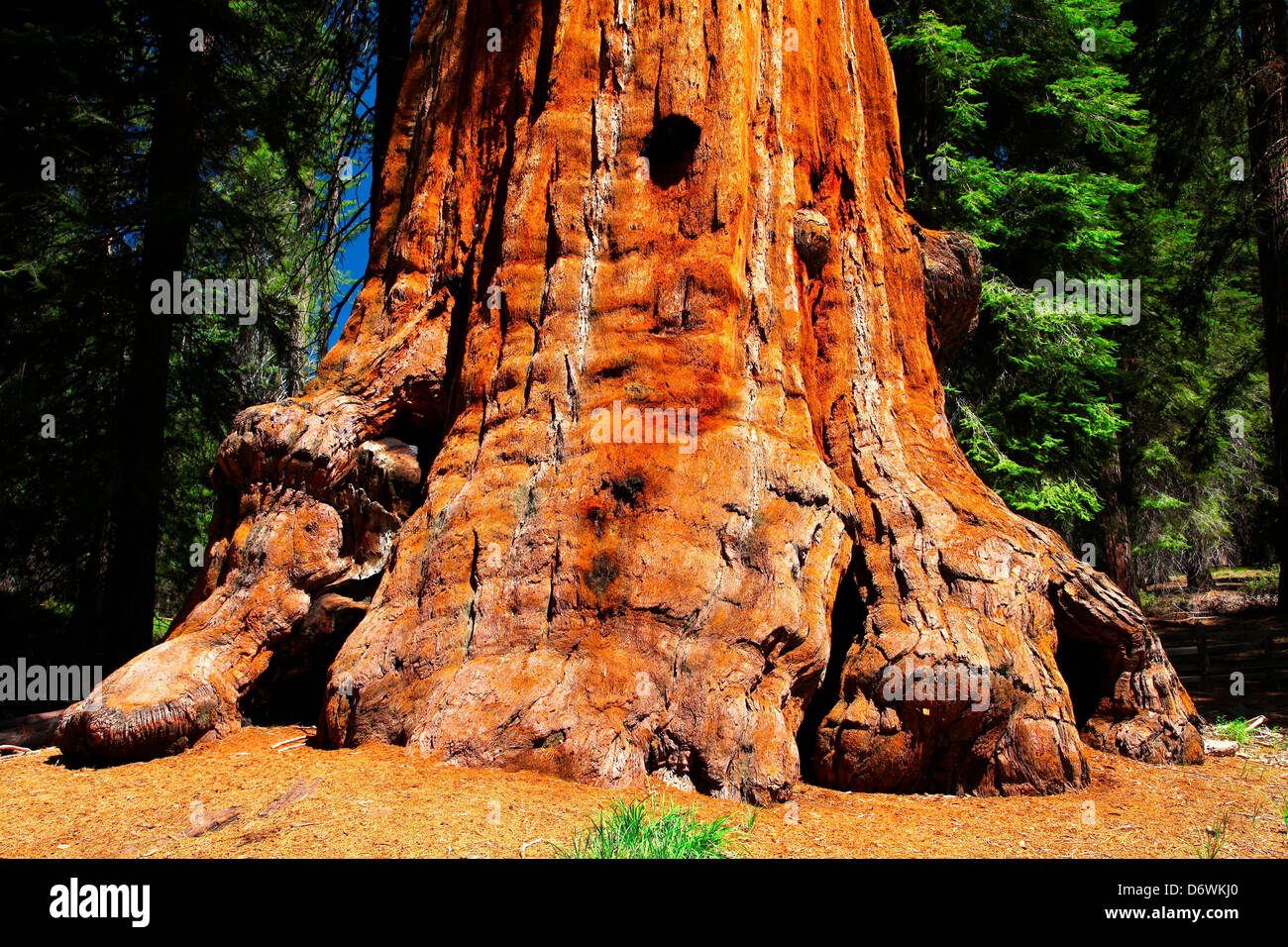 USA, California, Sequoia National Park, Grants Grove Area, General ...