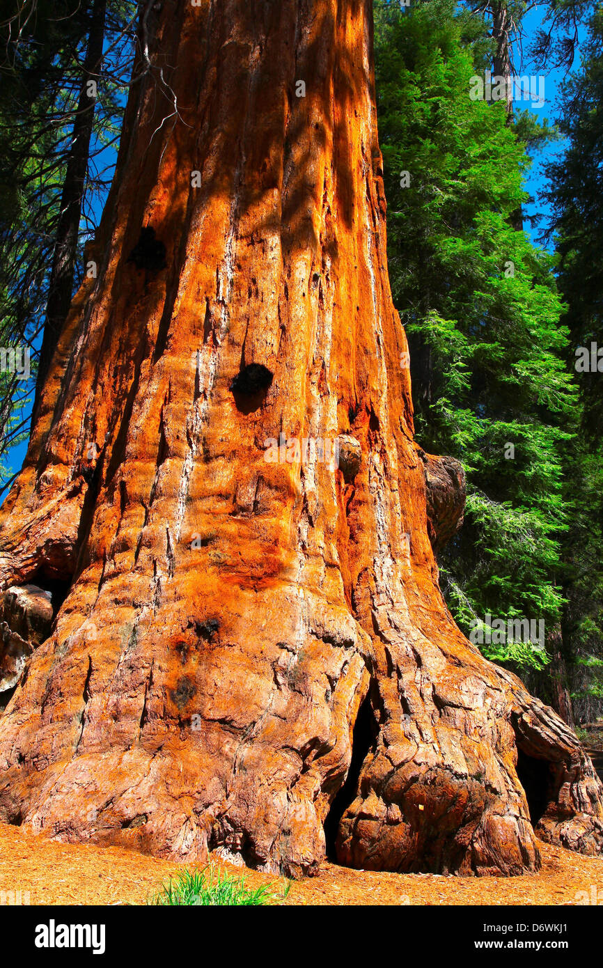 USA, California, Sequoia National Park, Grants Grove Area, General ...