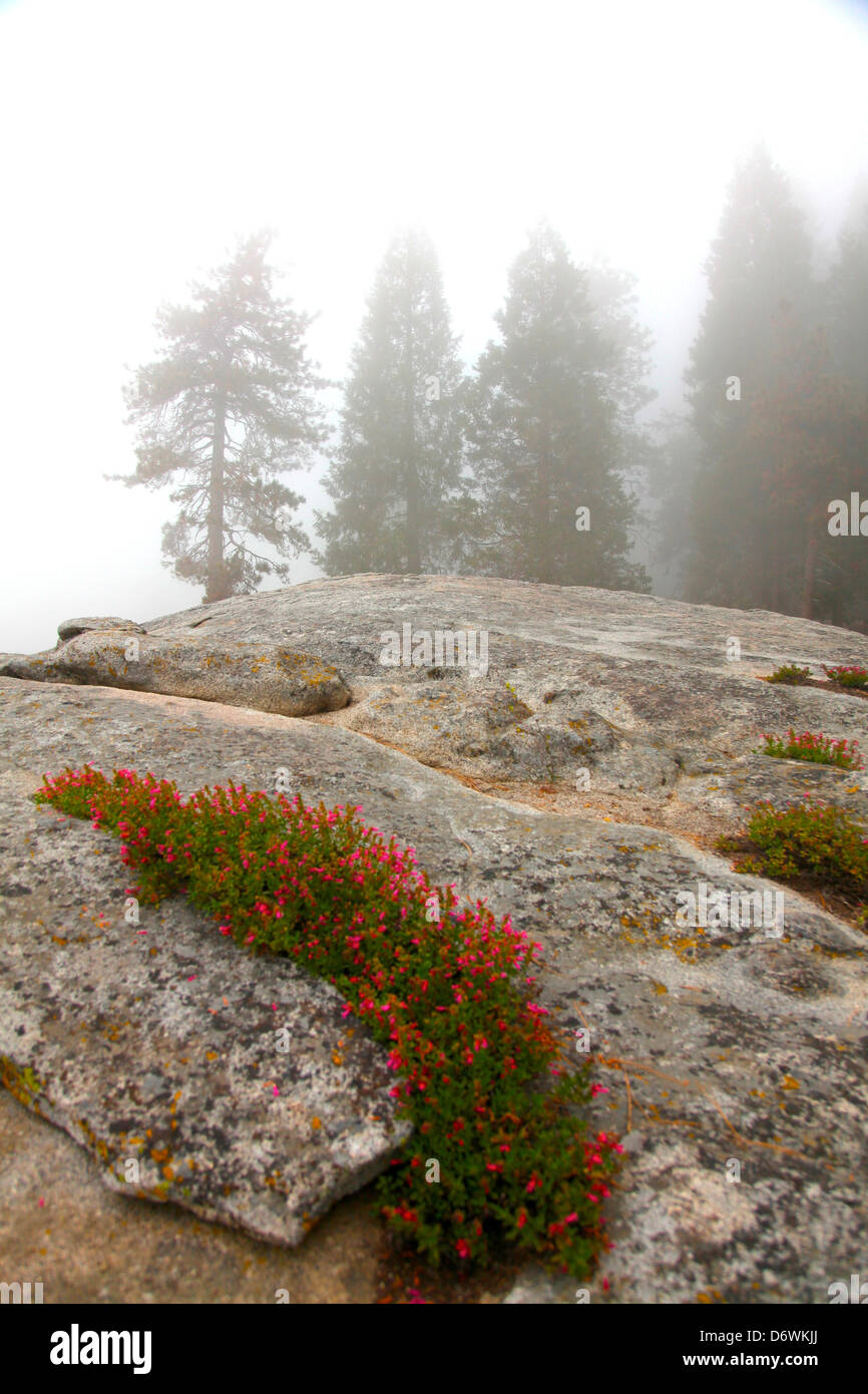 USA, California, Sequoia National Park, Grants Forest Area, Fir tree in ...