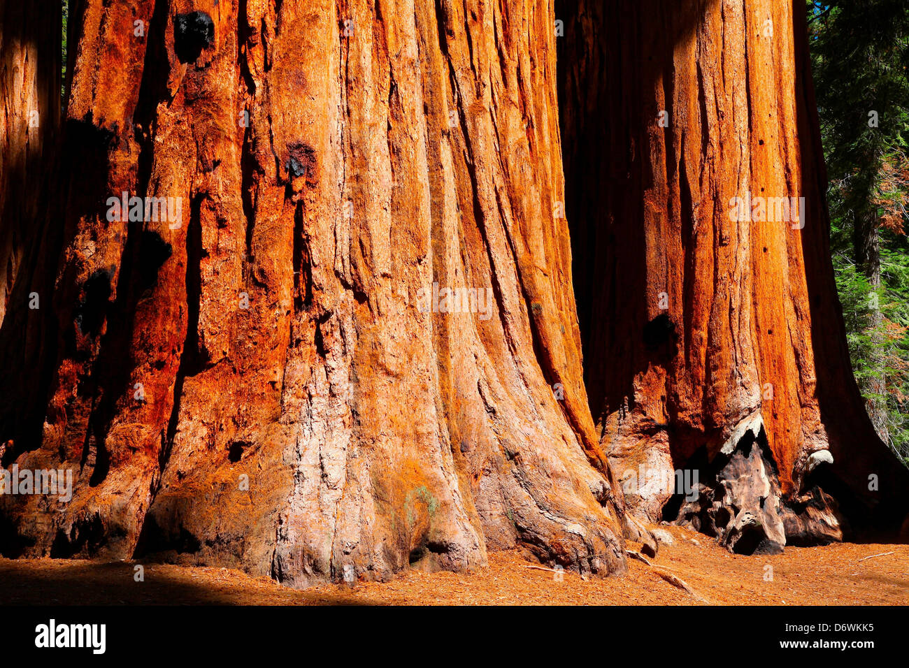 USA, California, Sequoia National Park, Grants Forest Area, Parker ...