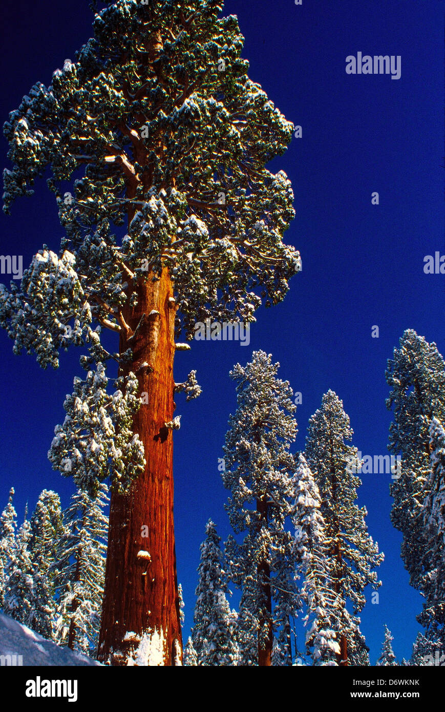 USA, California, Sequoia National Park, Giamt Forest, Sequoias in snow ...