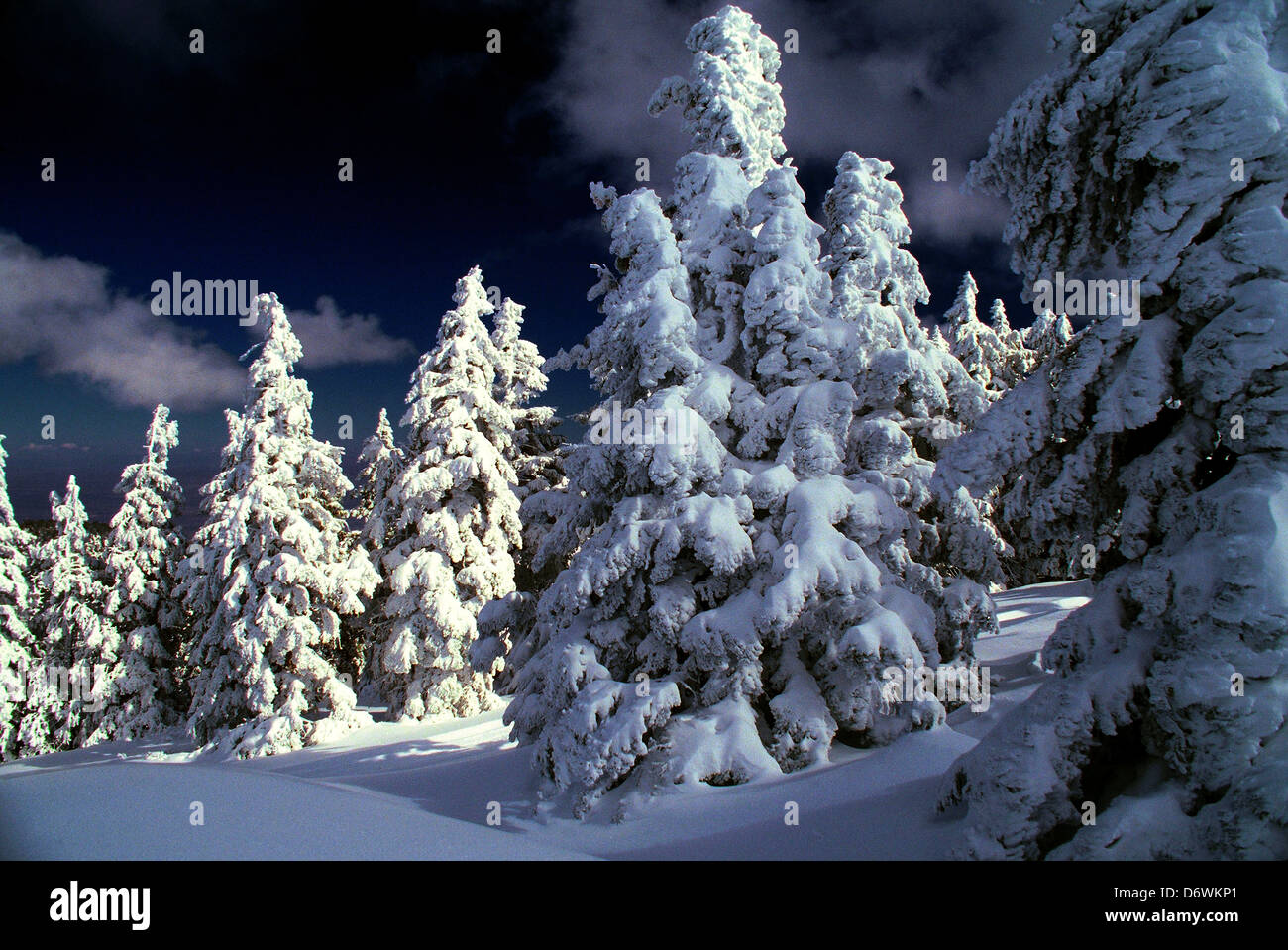 Pine tree woods covering mountains hi-res stock photography and images ...