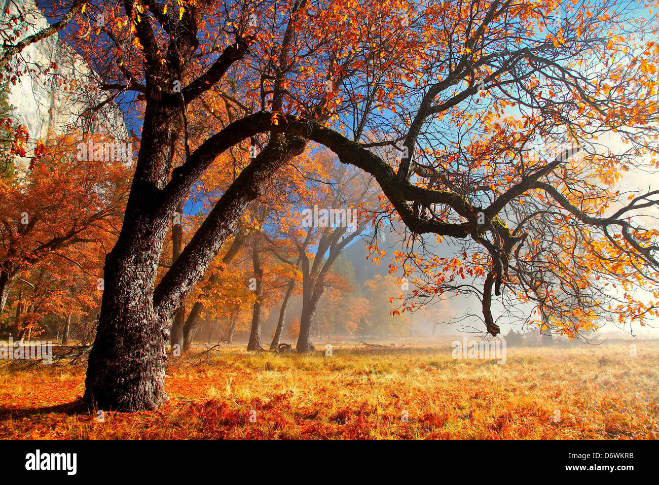 USA, California, Yosemite National Park, Mist shrouding fall oaks in ...