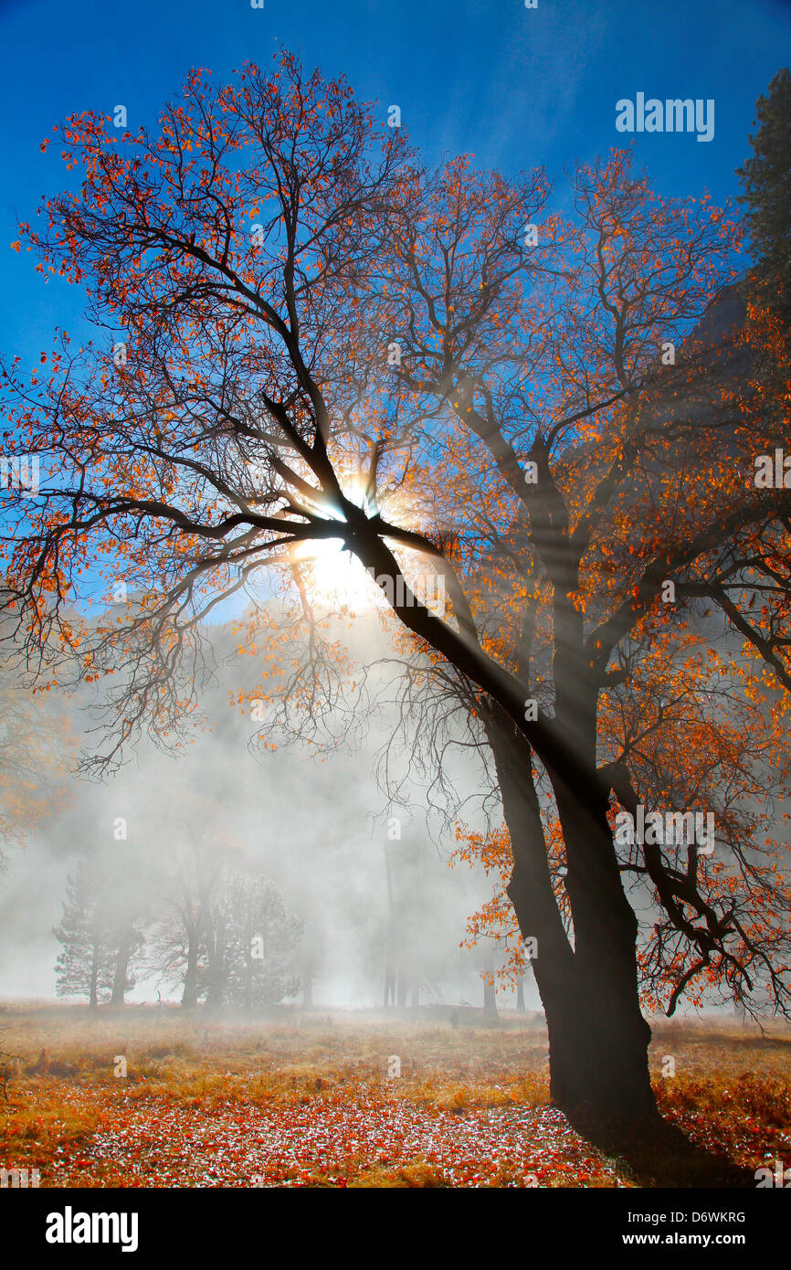 USA, California, Yosemite National Park, Sun through mist and oak tree ...