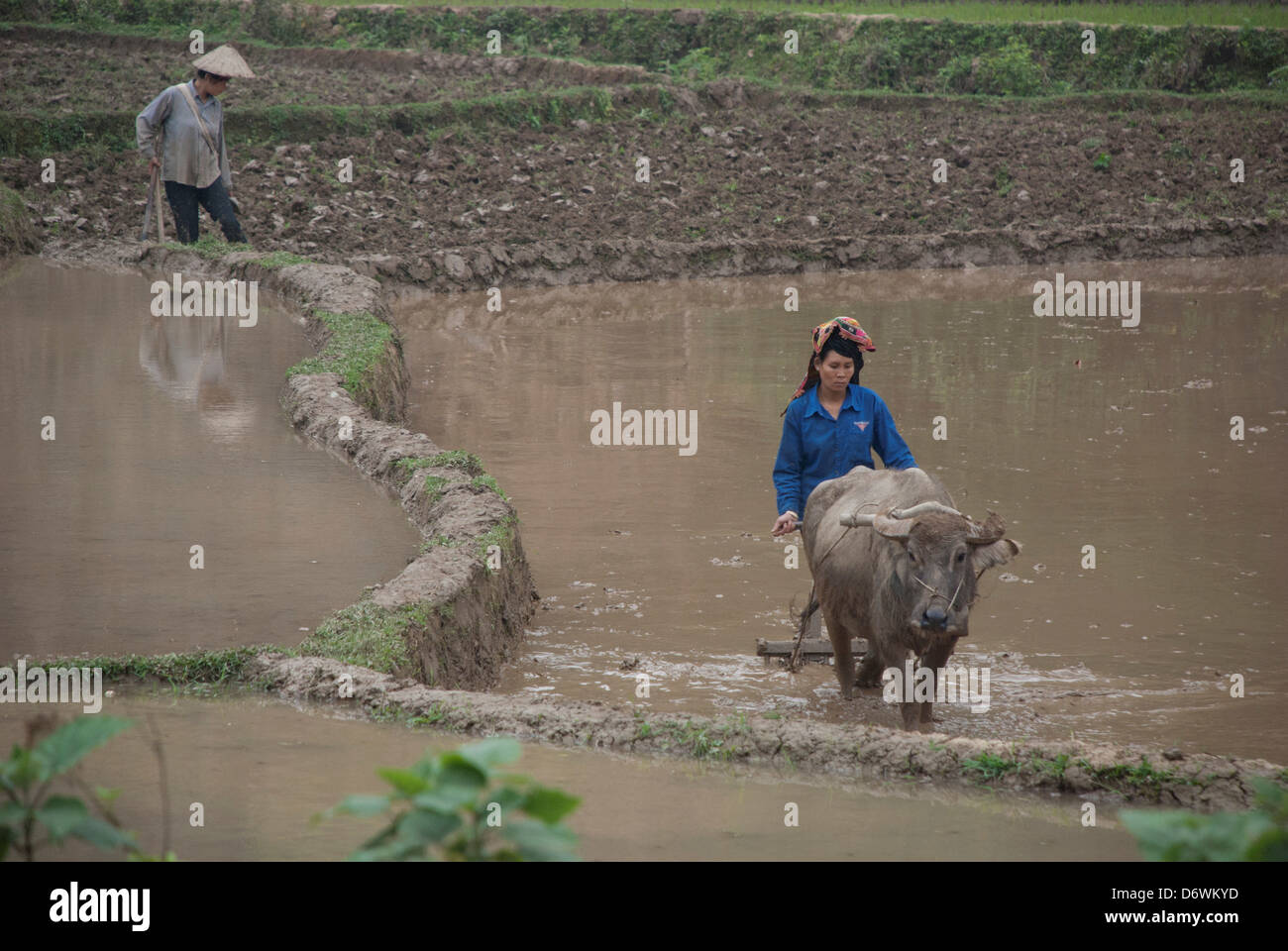 Vietnam, Women working in rice paddy Stock Photo - Alamy