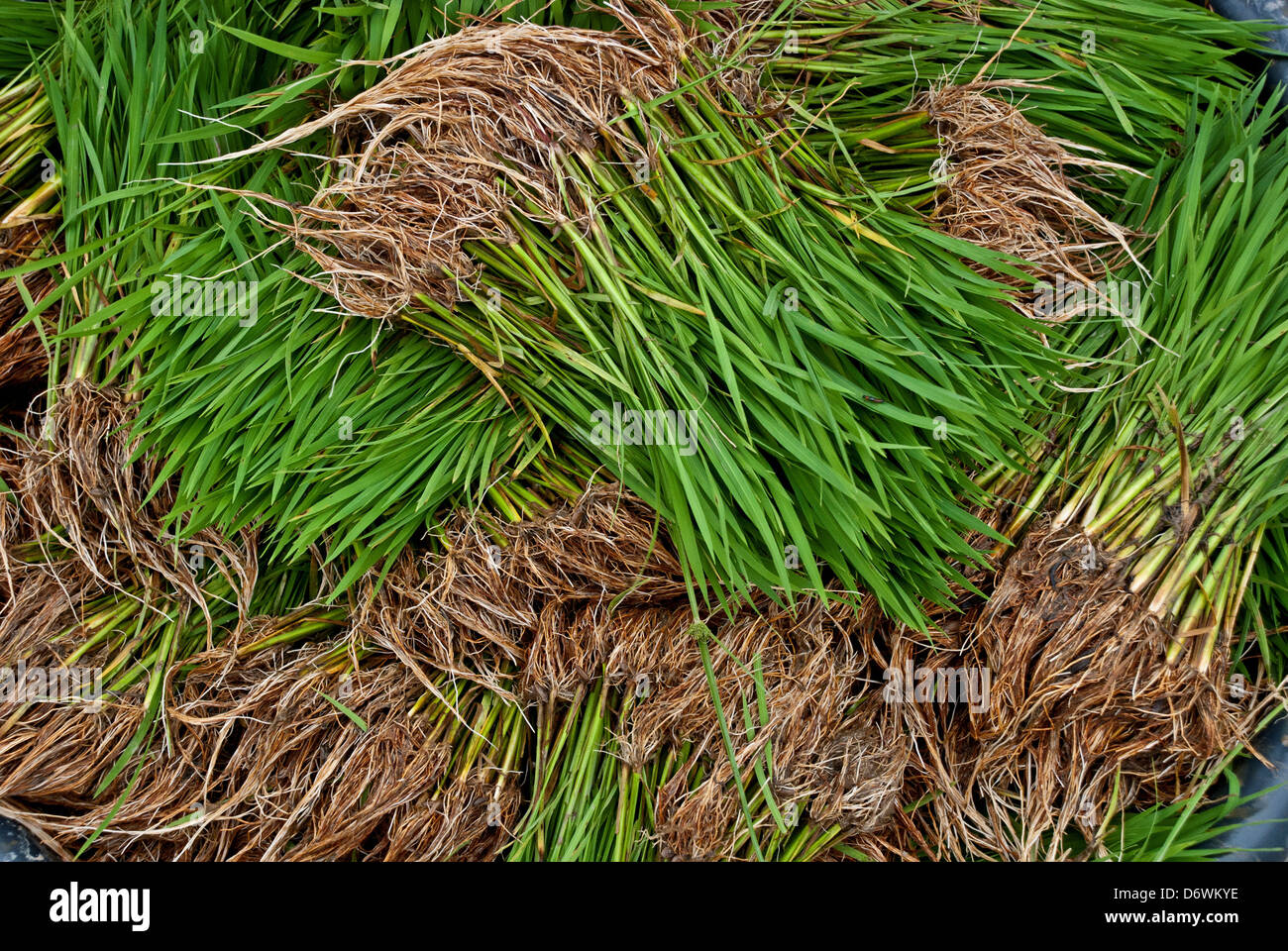 Vietnam, Rice plant seedlings Stock Photo - Alamy
