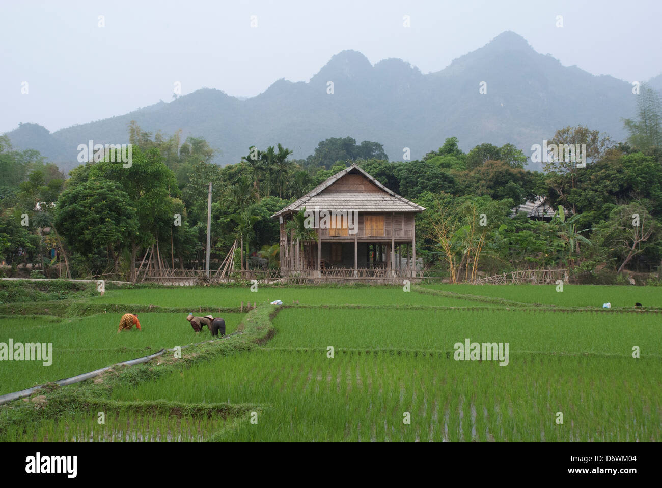 Vietnam, Rice paddies Stock Photo - Alamy