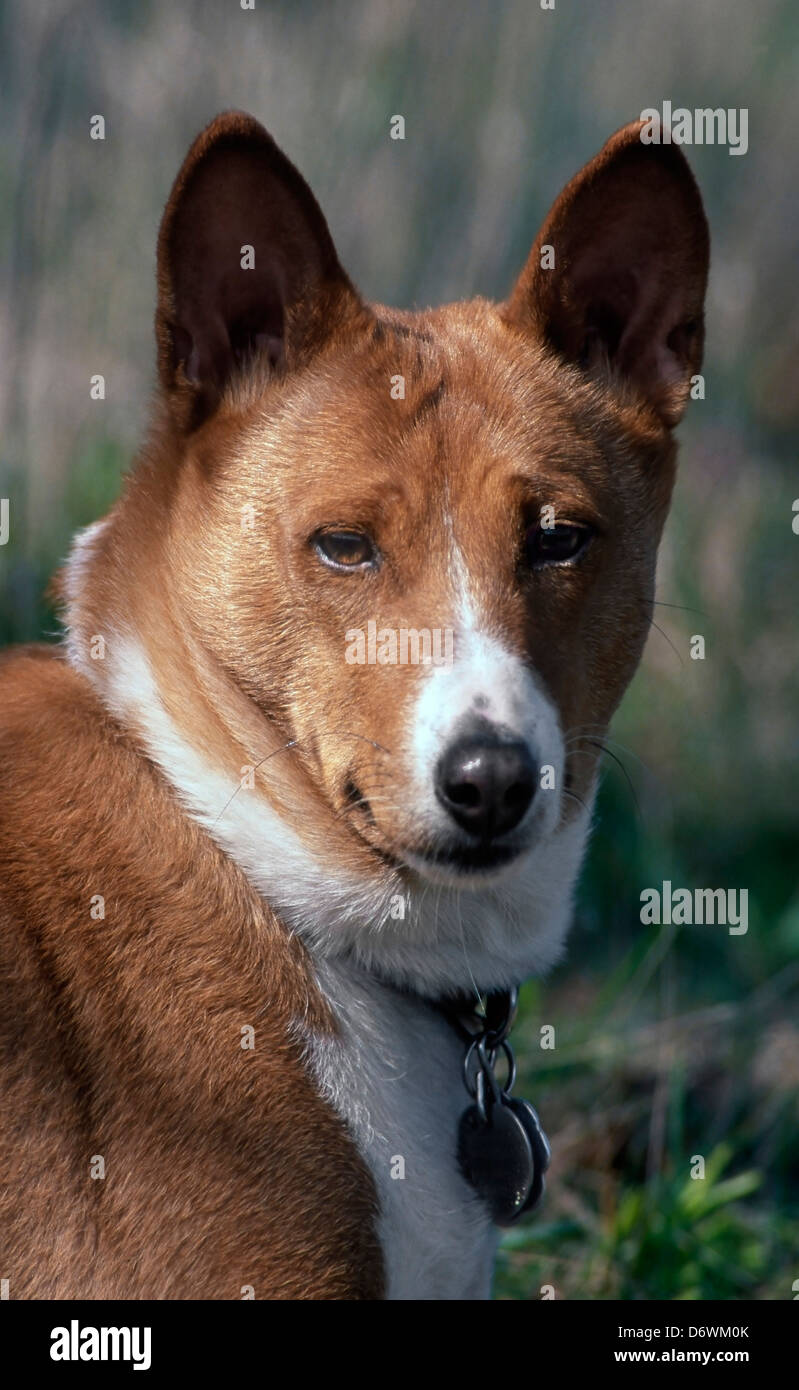 Portrait of Basenji dog 'Cassie' Stock Photo - Alamy
