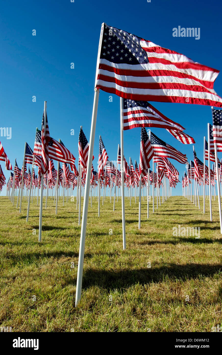 USA, Oregon, American flags on filed as war memorial Stock Photo - Alamy