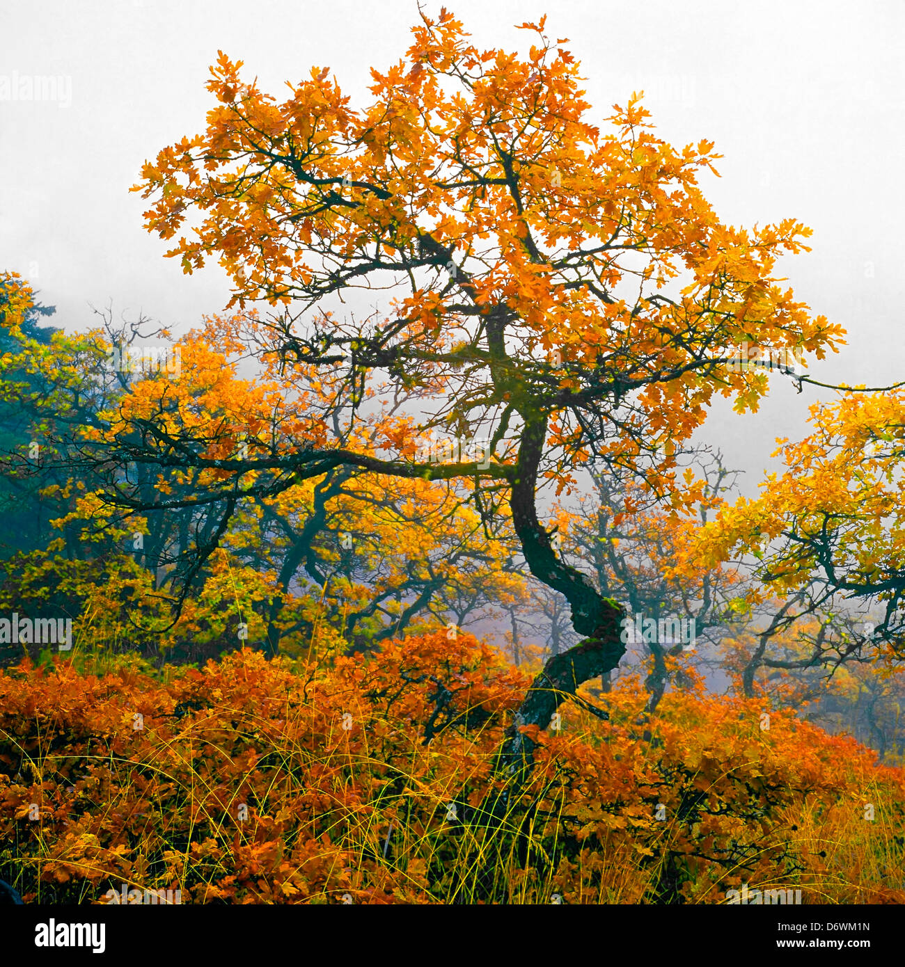 Oregon, Upper Hood River Valley, Oak trees in fall color Stock Photo ...