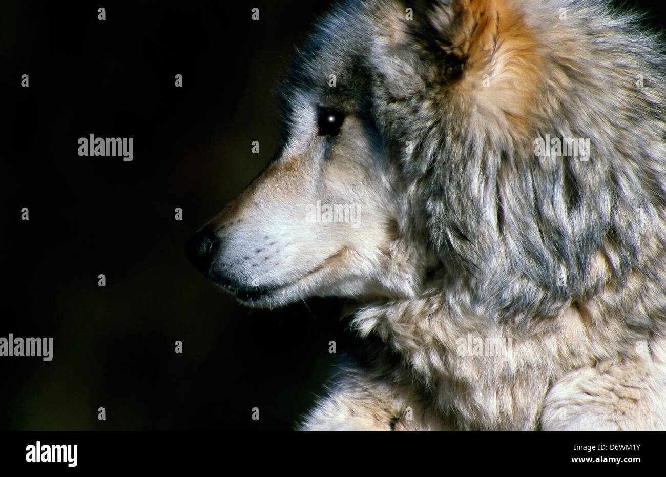 USA, Oregon, Close up of Alaskan Gray Wolf (Canis Pambasileus Stock ...