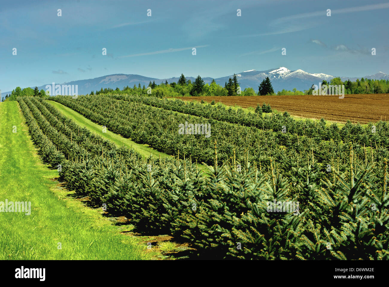 Trees in a tree farm, Troutdale, Multnomah County, Oregon, USA Stock ...