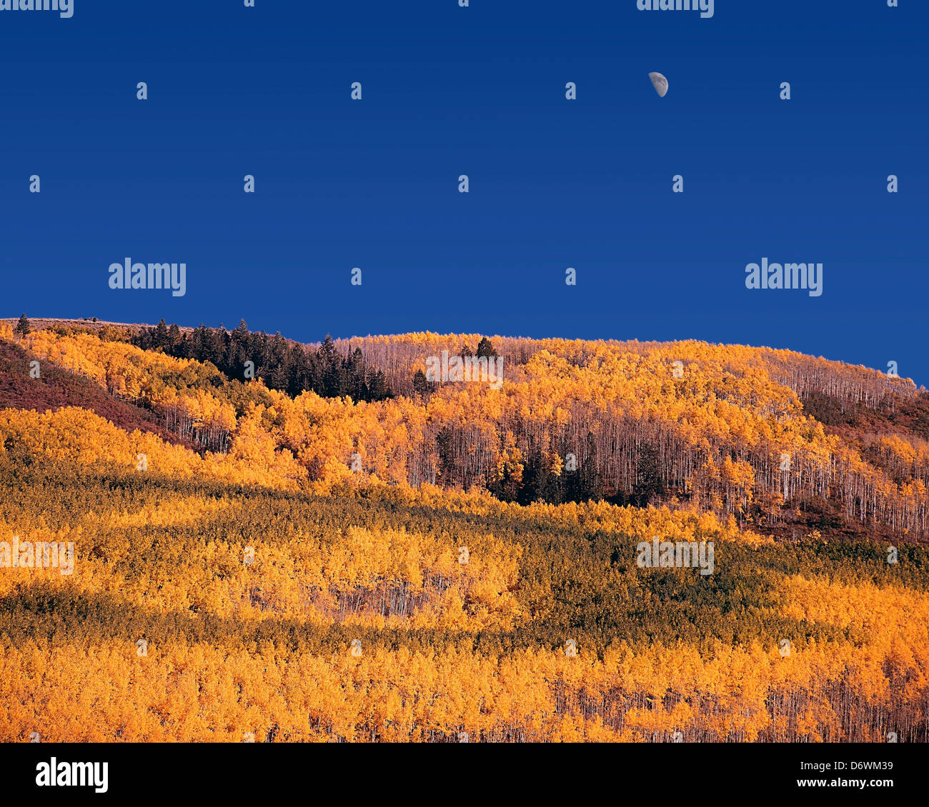 Aspen grove in fall foliage, Snowmass, Colorado Stock Photo - Alamy