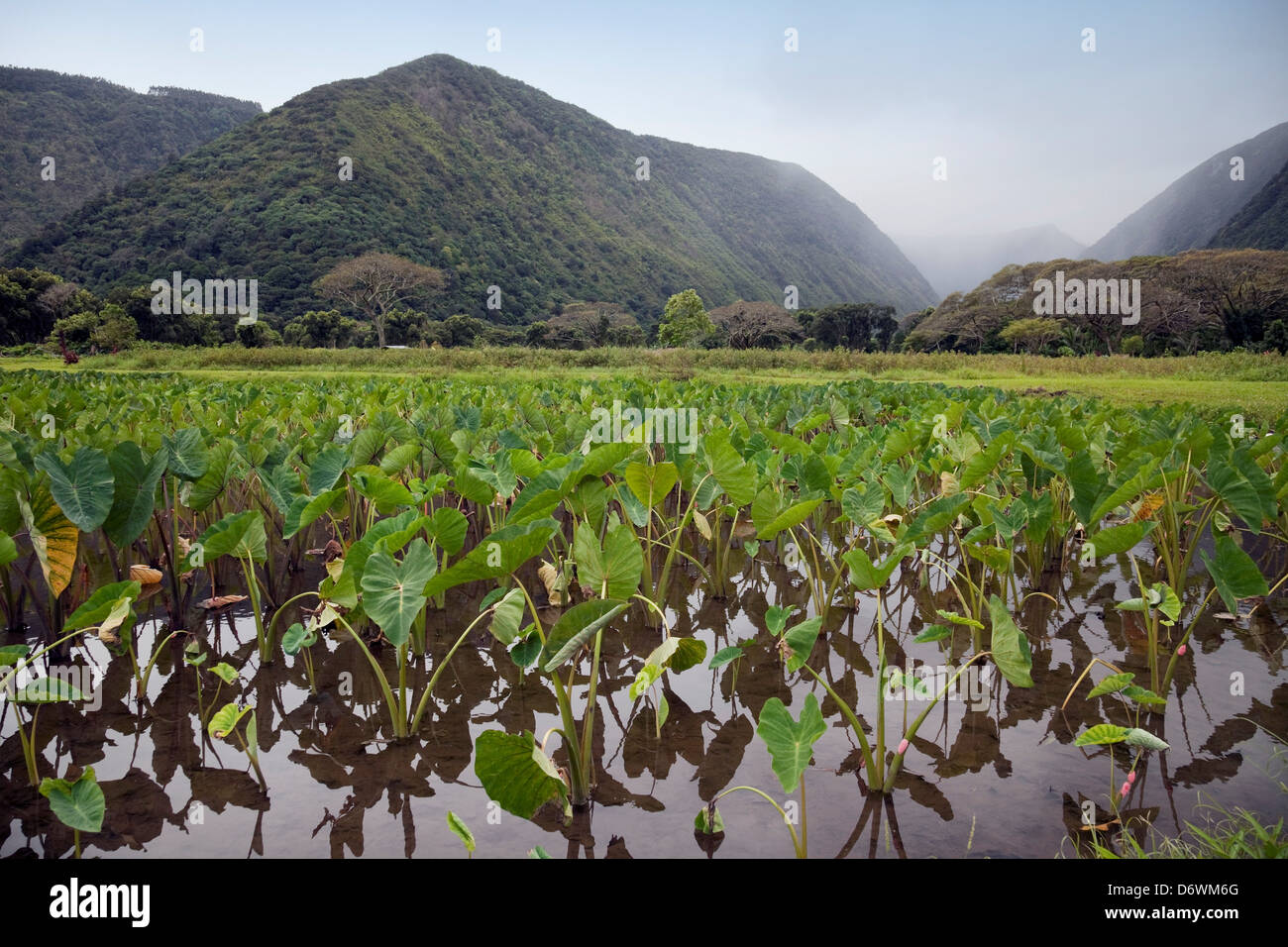 Waipio valley taro hi-res stock photography and images - Alamy
