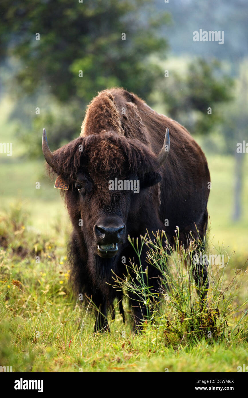 Hawaii, South Kona, American bison (Bison bison) grazing on ranch Stock Photo - Alamy