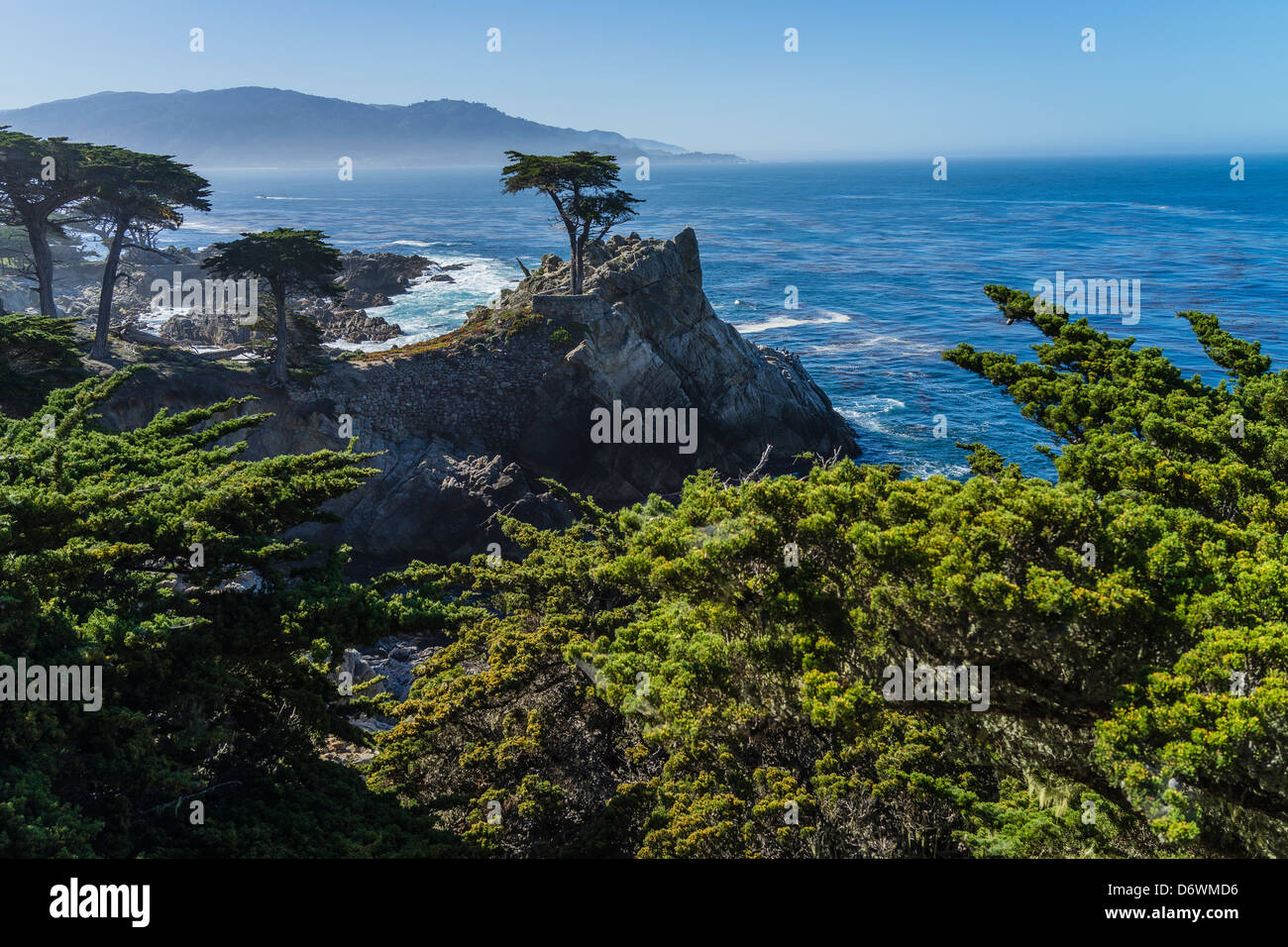 The famous Lone Cypress tree standing on rugged, bare, granite ...