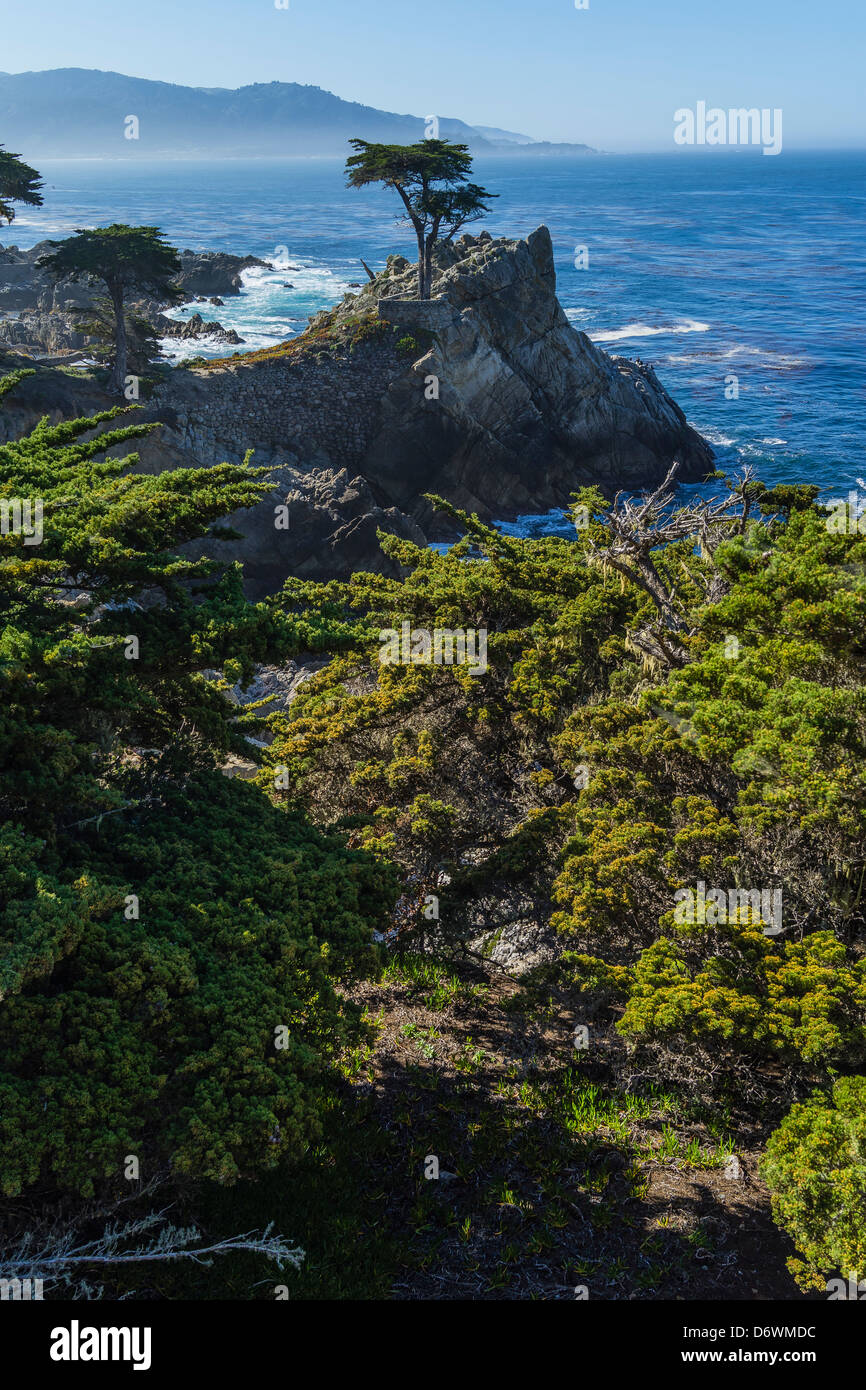 The famous Lone Cypress tree standing on rugged, bare, granite ...