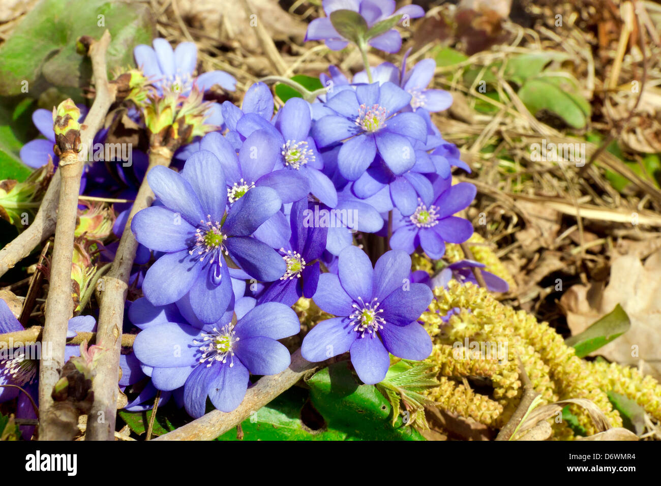 Forest sunny floral spring plants and buds macro concept. Selective art ...