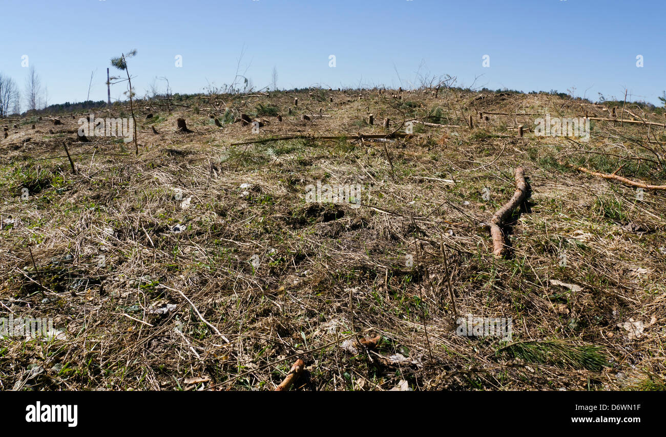 The dead Earth concept. Ruthlessly cut down wood landscape Stock Photo ...