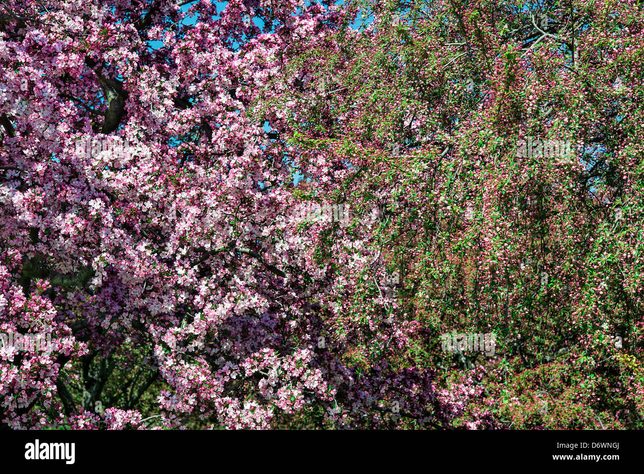 Spring flowering cherry blossoms hi-res stock photography and images ...